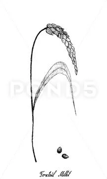 Illustration Hand Drawn Sketch of Bunch of Ripe Setaria Italica or ...