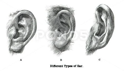 An illustration of three different types of the ear from 19th century ...