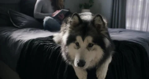 Im A Adog Stock Videos – Royalty-Free HD & 4K Videos | Pond5