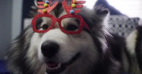 Im A Adog Stock Videos – Royalty-Free HD & 4K Videos | Pond5