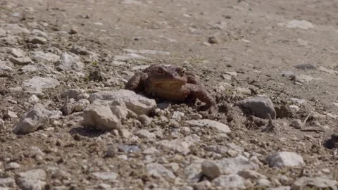 Sking Image Stock Videos – Royalty-Free HD & 4K Videos