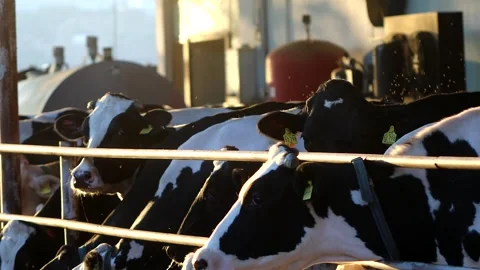 images of many cows in the barn | Stock Video | Pond5