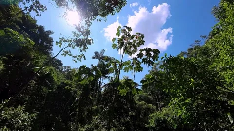 Jungle Fly Over Stock Videos – Royalty-Free HD & 4K Videos