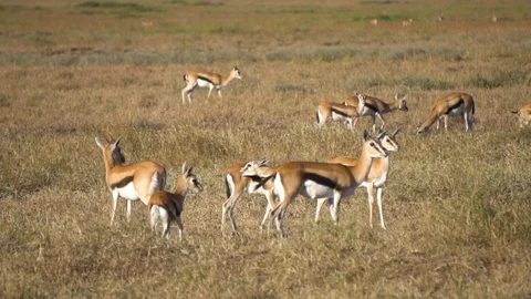 Impala Antelope aka Gazelle Herd in Mead... | Stock Video | Pond5