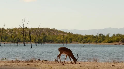 Dead Antelope Stock Videos – Royalty-Free HD & 4K Videos