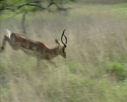 Impala Run Stock Footage ~ Royalty Free Stock Videos | Pond5
