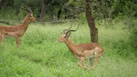 Impala Run Stock Footage ~ Royalty Free Stock Videos | Pond5