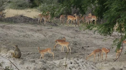 Lick and Stock Video Footage | Royalty Free Lick and Videos | Pond5