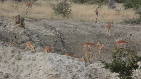 Salt Lick Stock Video Footage | Royalty Free Salt Lick Videos | Pond5