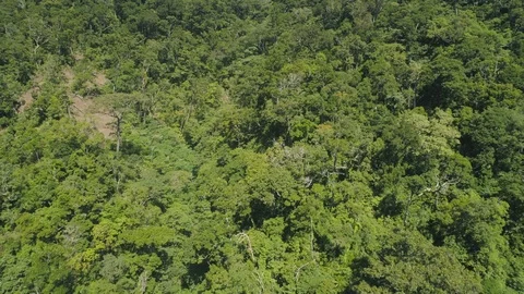 Impenetrable jungle. Rainforest with big... | Stock Video | Pond5