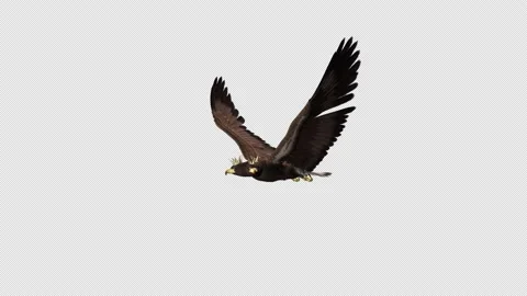 Flying Eagle Alpha Stock Video Footage | Royalty Free Flying Eagle ...