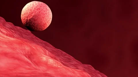 Implantation of embryo. | Stock Video | Pond5