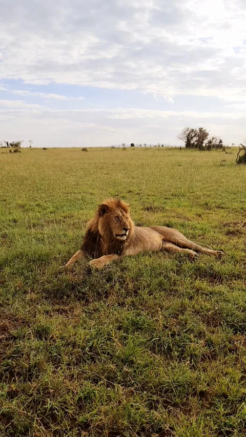 Impressive wild male lion in the wilds o... | Stock Video | Pond5