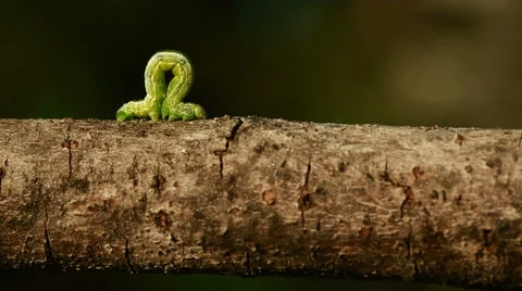 Inch worm crawling across a tree branch | Stock Video | Pond5