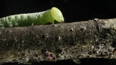 Inchworm Stock Videos – Royalty-Free HD & 4K Videos | Pond5