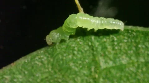 Inchworm Stock Footage ~ Royalty Free Stock Videos | Pond5