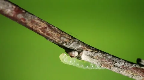 Inchworm Stock Footage ~ Royalty Free Stock Videos | Pond5