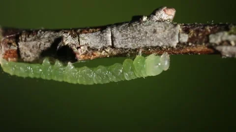 Inchworm Stock Videos – Royalty-Free HD & 4K Videos | Pond5