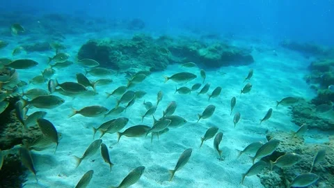 Incredible underwater view of Boga fish ... | Stock Video | Pond5