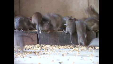 INDIA - 1999 - Close-up of rats eating c... | Stock Video | Pond5