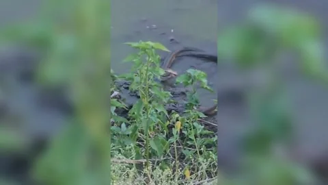 Snakes Dancing Stock Video Footage | Royalty Free Snakes Dancing Videos ...