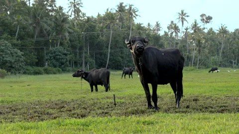 indian buffalo grazing in paddy field an... | Stock Video | Pond5