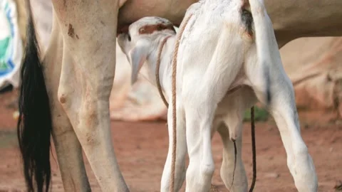 Cowcow Milk Drink Stock Videos – Royalty-Free HD & 4K Videos