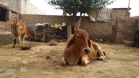 an indian cow sitting at village home | Stock Video | Pond5