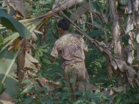 Jungle Cuts Stock Video Footage | Royalty Free Jungle Cuts Videos | Pond5