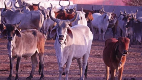 Indian Dairy Products Stock Video Footage | Royalty Free Indian Dairy ...