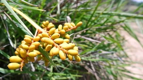 Indian date palm closeup on a dwarf palm... | Stock Video | Pond5