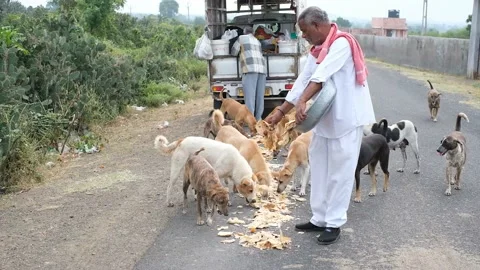 Dogs Eating Waste Stock Videos – Royalty-Free HD & 4K Videos | Pond5