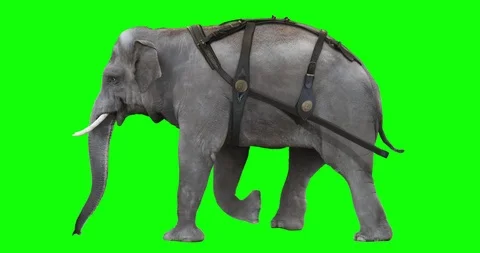 Indian elephant walking on green screen.... | Stock Video | Pond5