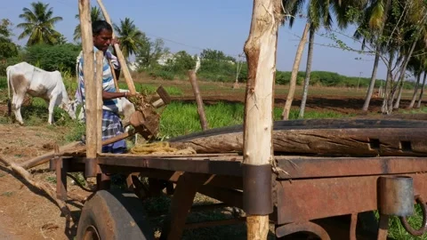 An Indian farmer loading wooden plough a... | Stock Video | Pond5