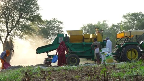 Indian farmer threshing millet or bajra ... | Stock Video | Pond5
