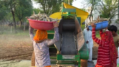 Indian farmer threshing millet or bajra ... | Stock Video | Pond5