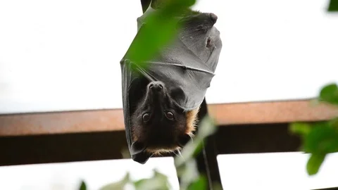 Indian flying fox hanging on the roof of... | Stock Video | Pond5