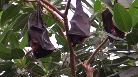 Bat Flapping Wings Stock Videos – Royalty-Free HD & 4K Videos | Pond5