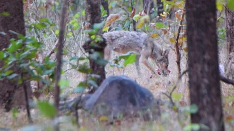 Indian Wolf Stock Video Footage | Royalty Free Indian Wolf Videos | Pond5