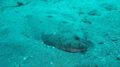 Indian halibut (psettodes erumei) burrie... | Stock Video | Pond5