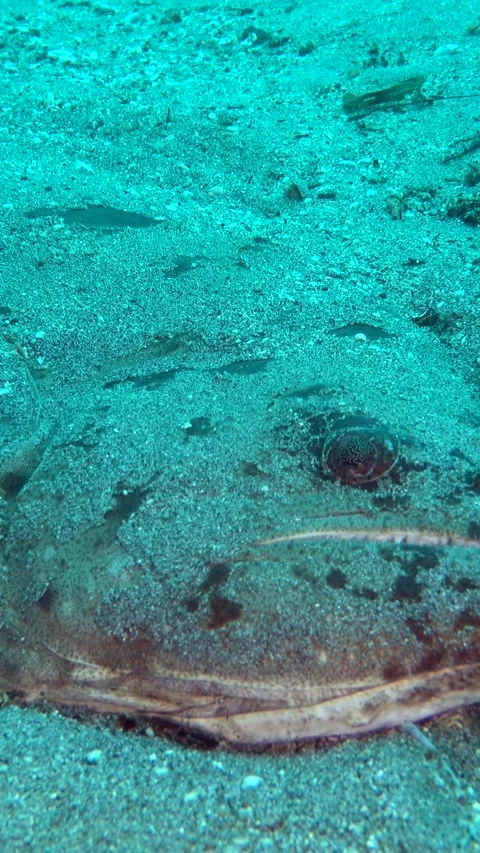 Pacific Halibut Stock Video Footage | Royalty Free Pacific Halibut ...