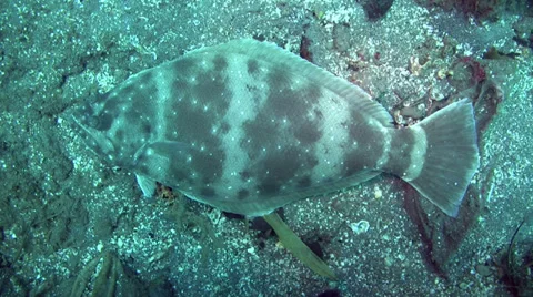 Psettodes Stock Footage ~ Royalty Free Stock Videos | Pond5