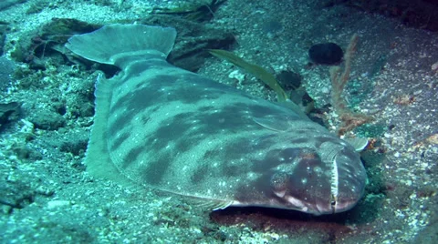 Halibut Stock Video Footage | Royalty Free Halibut Videos | Pond5
