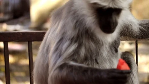 Animals and Humans Mating Stock Videos – Royalty-Free HD & 4K Videos ...