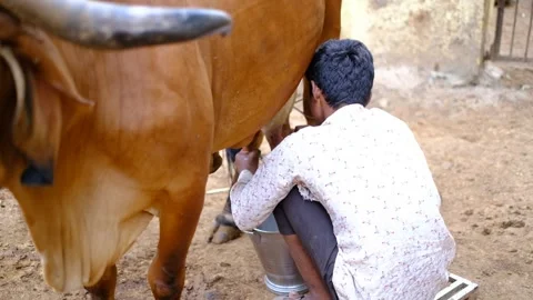 Gir Man Stock Videos – Royalty-Free HD & 4K Videos