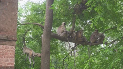 Indian monkeys sitting on tree in jungl... | Stock Video | Pond5