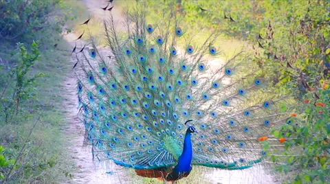 Peacock Will Stock Videos – Royalty-Free HD & 4K Videos