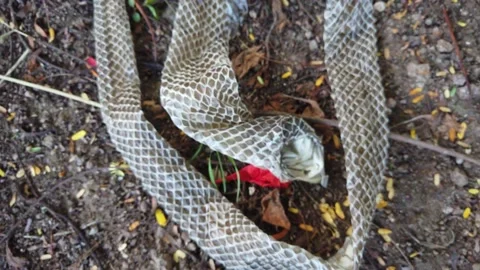 The Indian rat snake, Ptyas mucosa also ... | Stock Video | Pond5