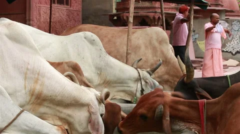 Indian Sacred animals cows eat feed from... | Stock Video | Pond5
