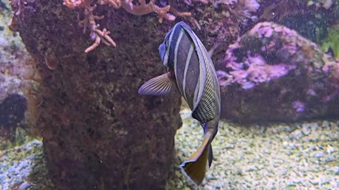 an indian Sailfin Zebrasoma fish | Stock Video | Pond5